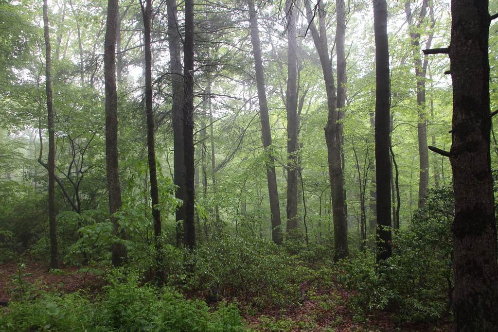 Wildfires are a destructive force | News, Sports, Jobs - Observer Today